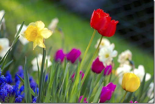 Inspired to Flower: Spring is Here!